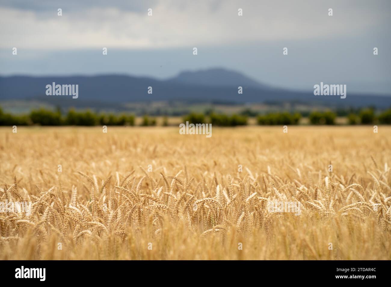 beautiful farming landscape of wheat fields and crops growing Stock ...
