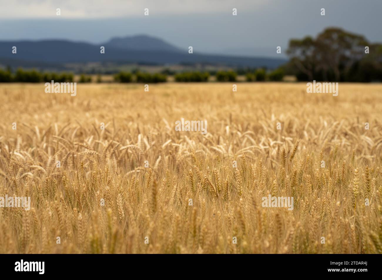 wheat grain crop in a field in a farm growing in rows. growing a crop ...