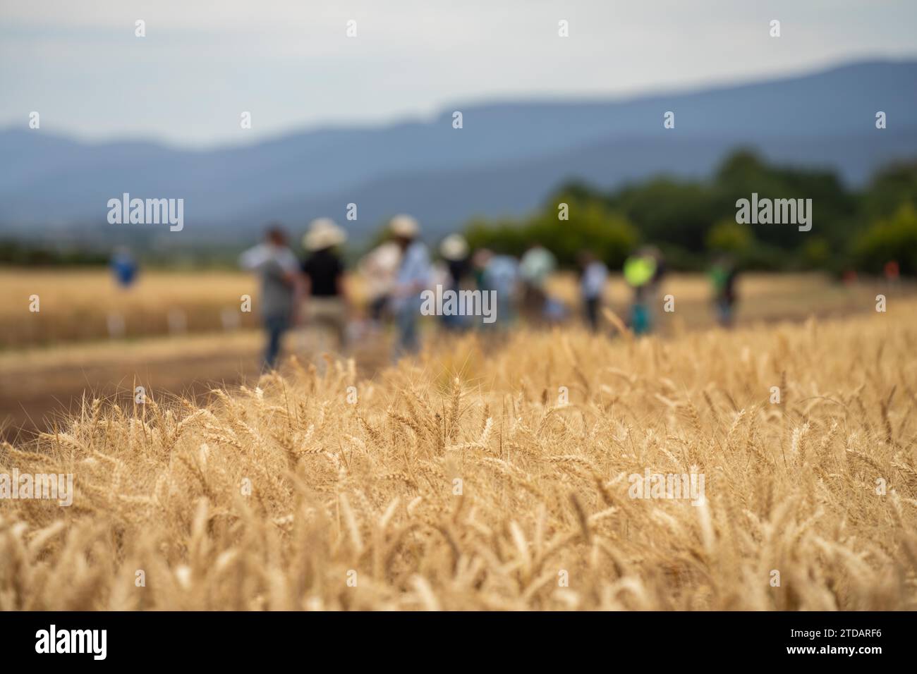 farmer in a cropping field. farming in a cropping field growing grain ...