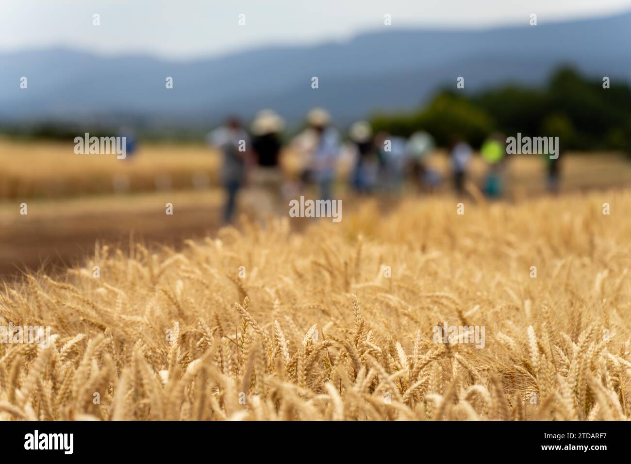 group of farmers doing a crop walk learning about crop health and ...