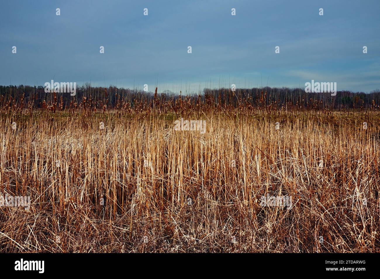 Tall dried grass hi-res stock photography and images - Alamy