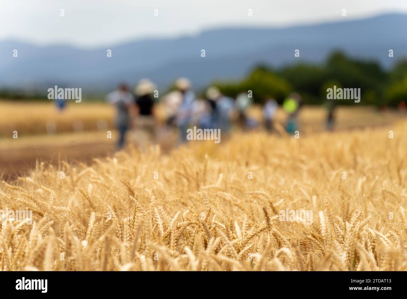 group of farmers in a field learning about wheat and barley crops from ...