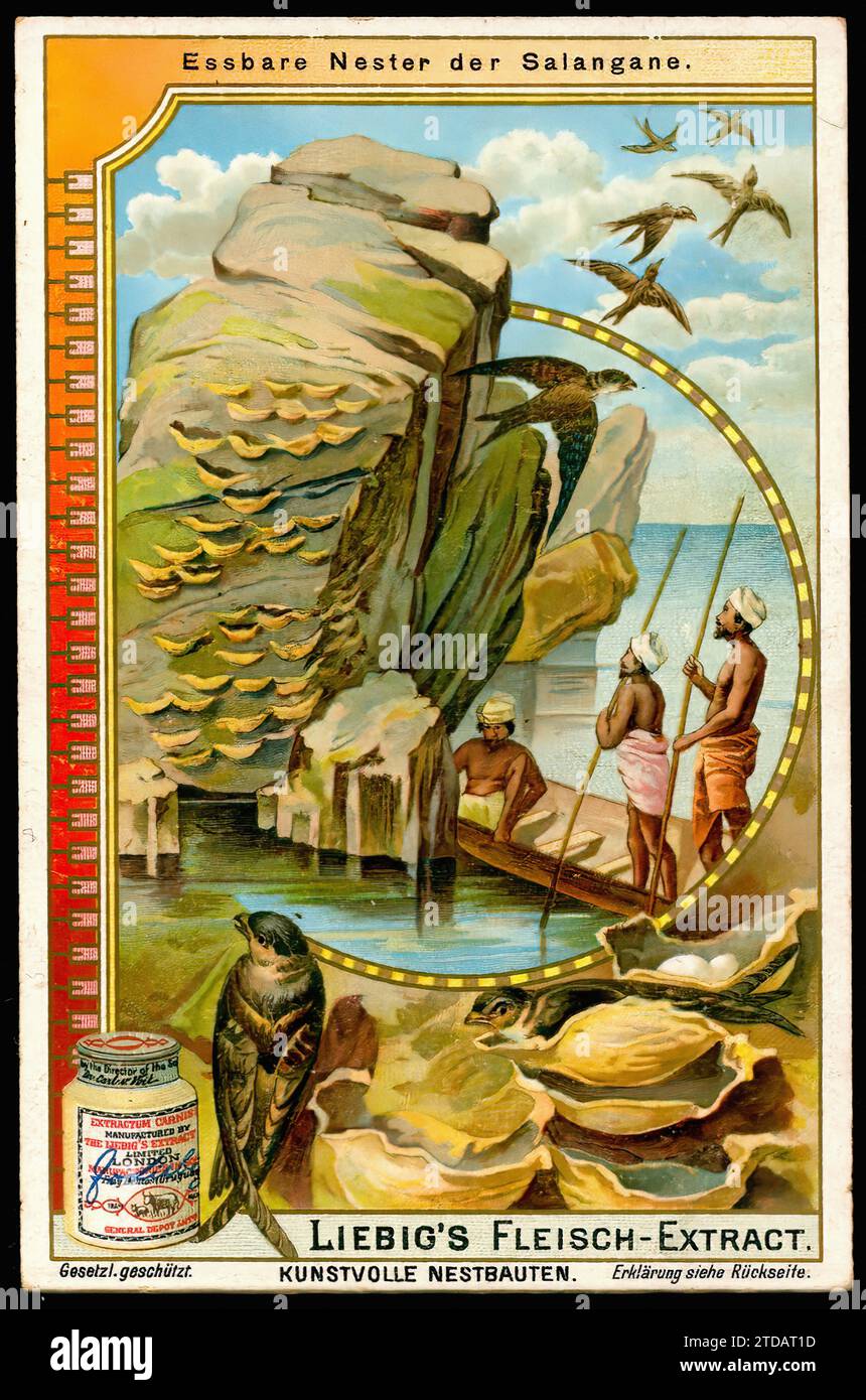 Vintage Liebig Trade Card S798 Birds Nests - Swift Stock Photo - Alamy