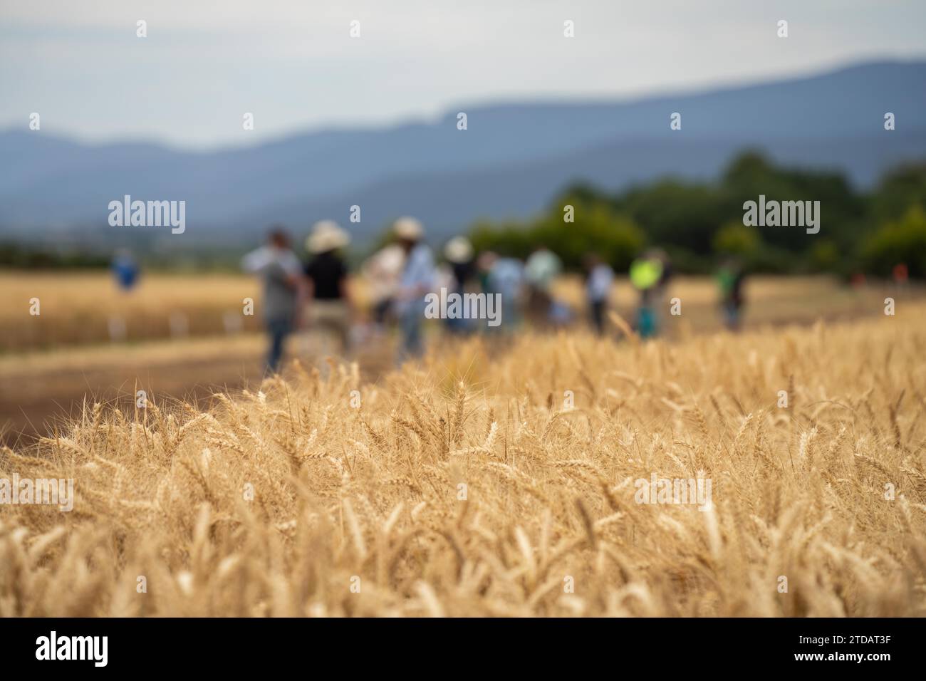 Farming group of farmers learning about crop health and farmers mental ...