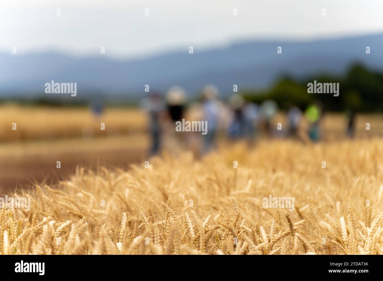 Farming group of farmers learning about crop health and farmers mental ...