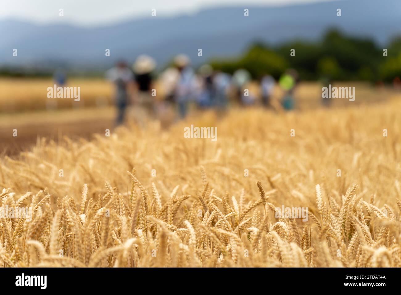 group of farmers doing a crop walk learning about crop health and ...