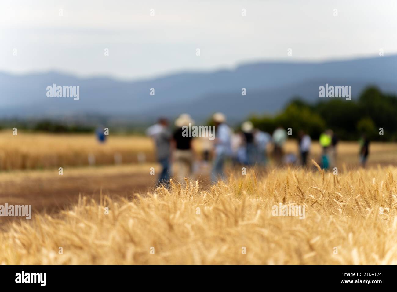 agricultural students in a field learning about crop farming Stock ...
