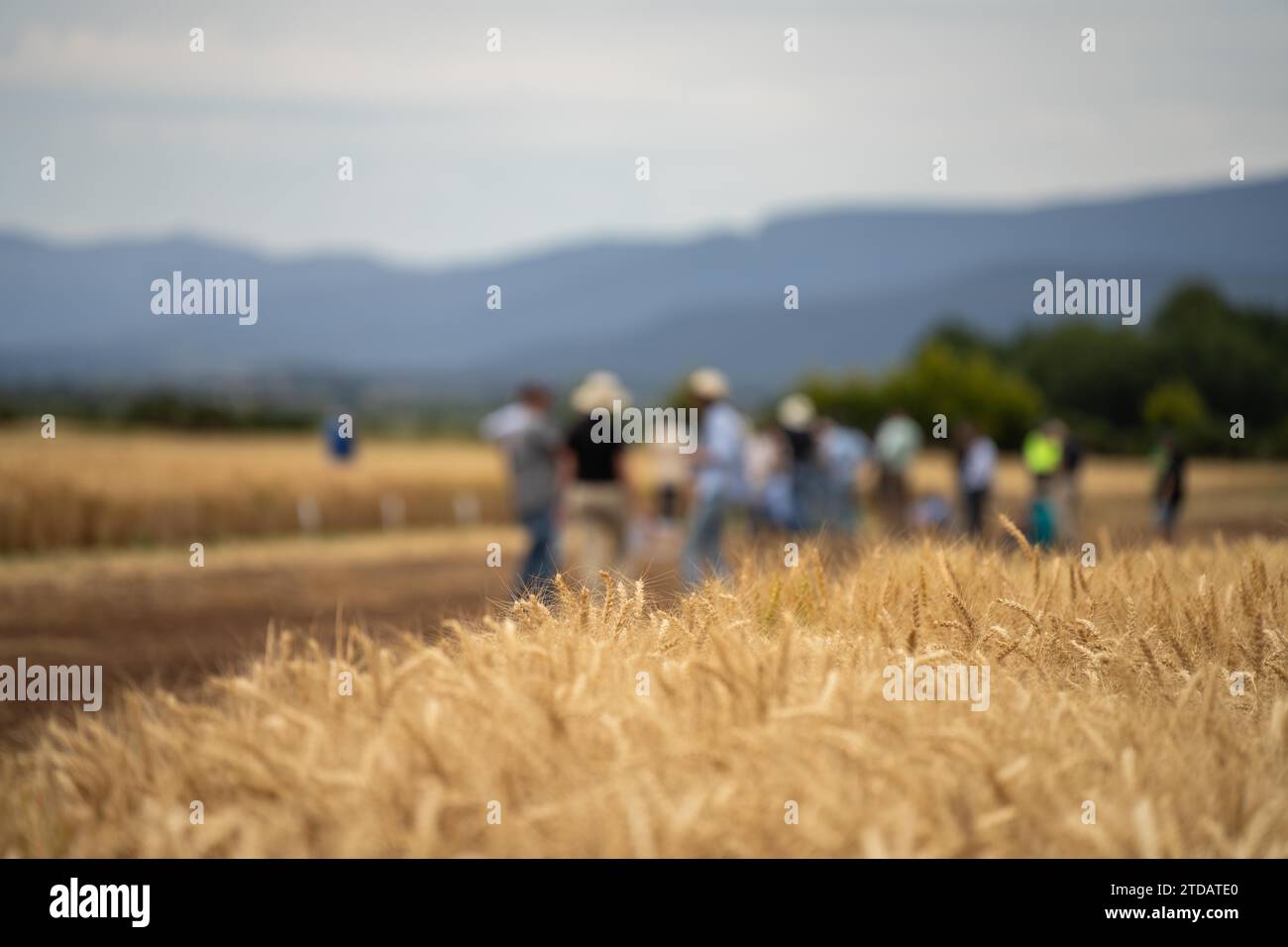 agricultural field day with a group of farmer growing wheat and barley ...