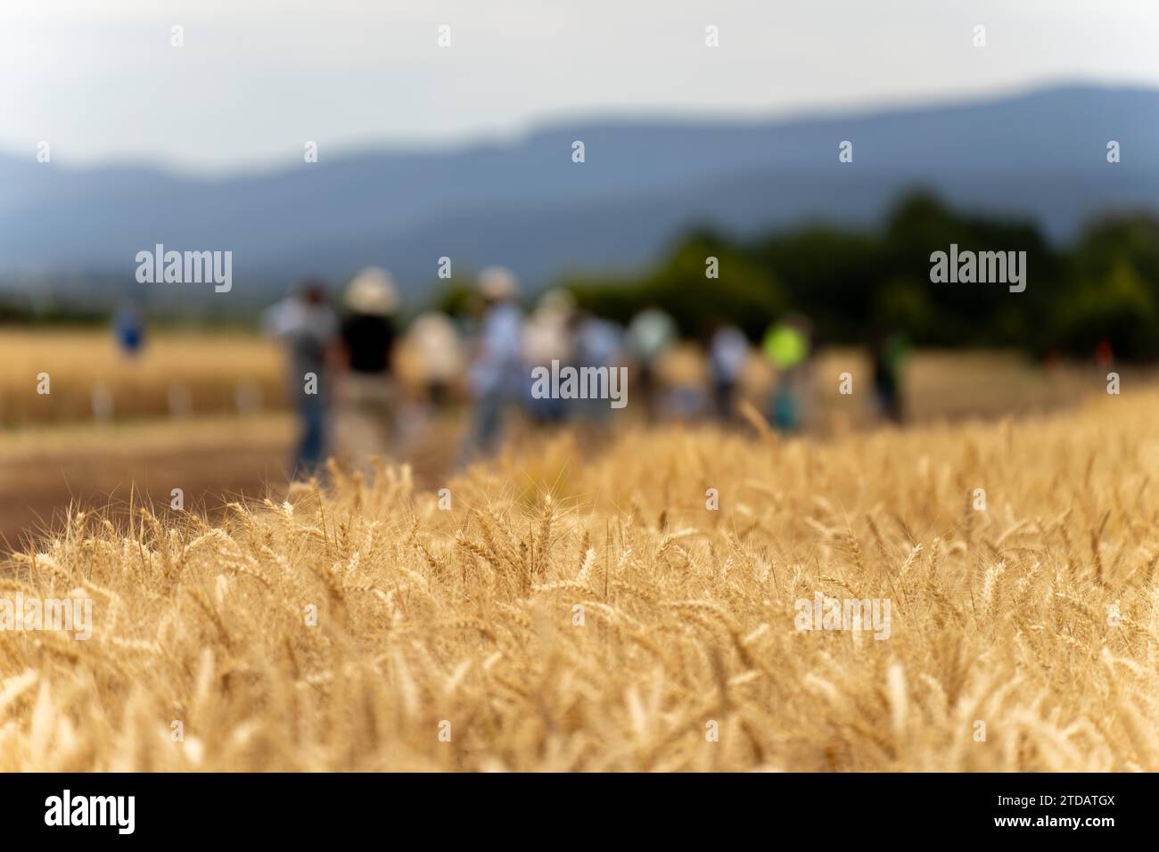 Farming group of farmers learning about crop health and farmers mental ...