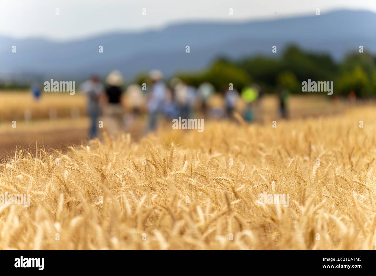 agricultural students in a field learning about crop farming Stock ...