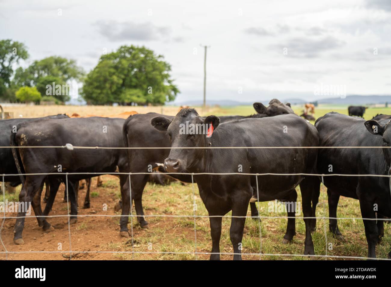organic, regenerative, sustainable agriculture farm producing stud ...