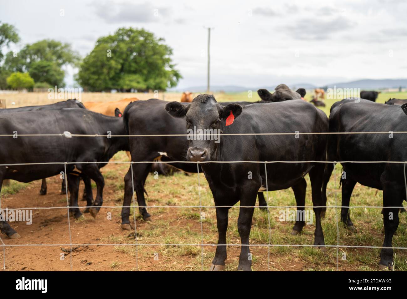 Portrait of Cows in a field grazing. Regenerative agriculture farm ...