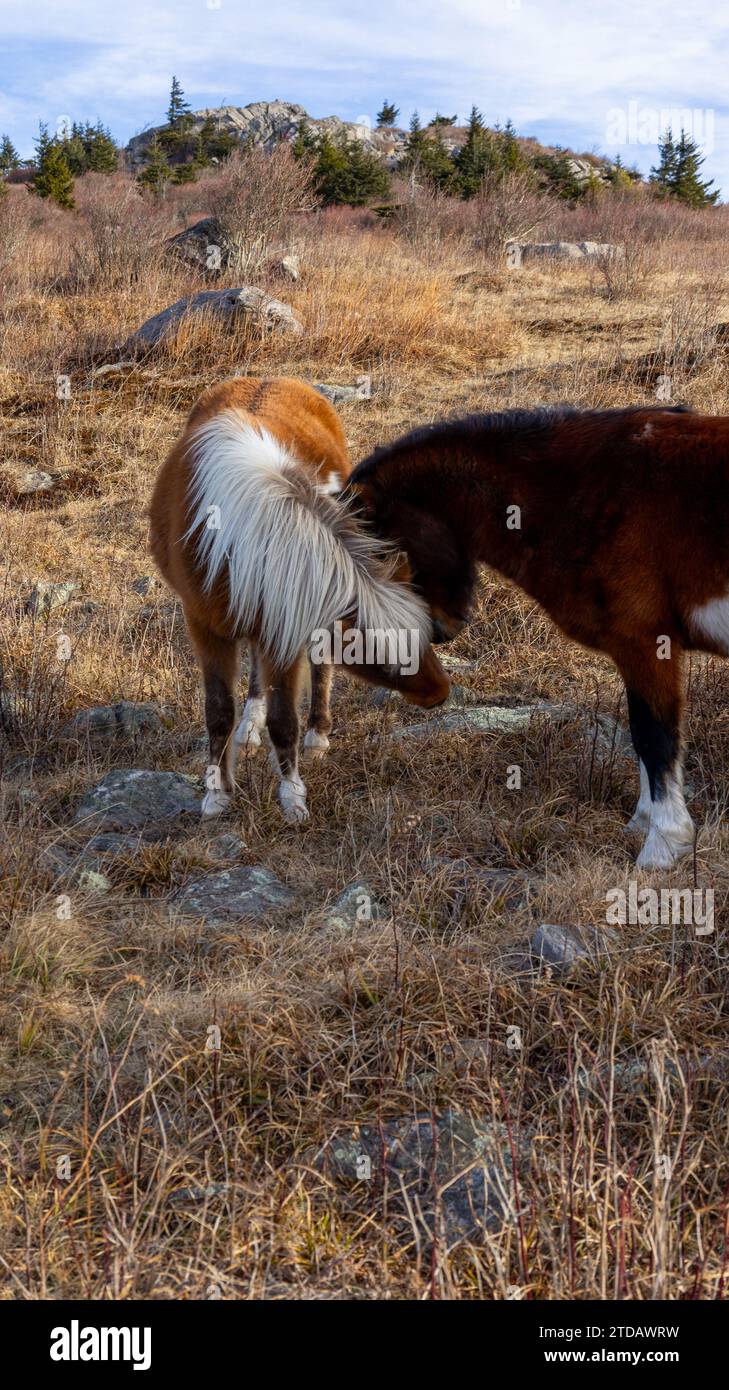 Grayson highlands state park hi-res stock photography and images - Alamy