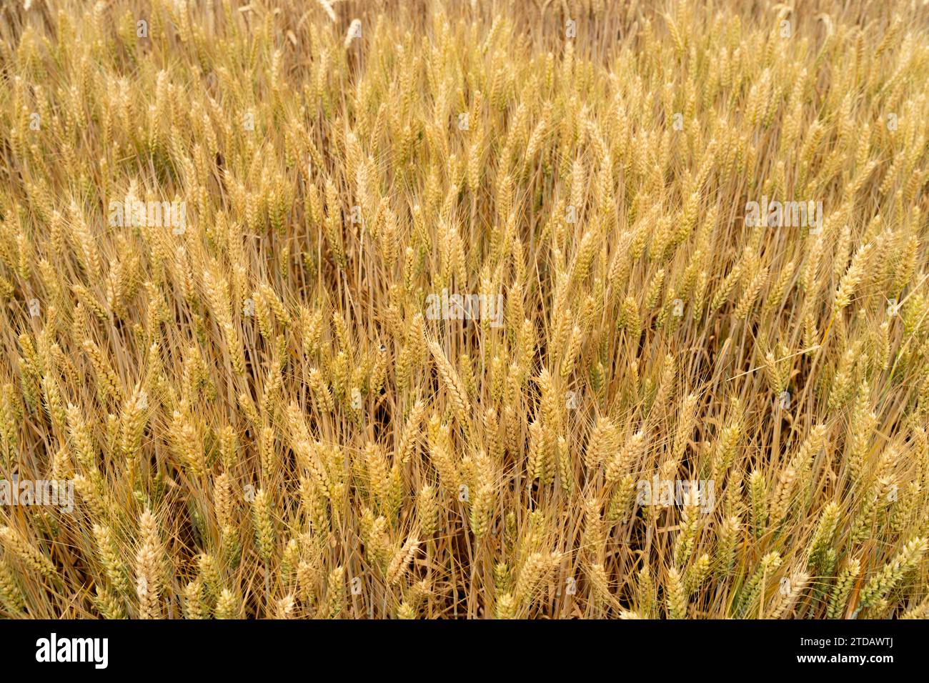 close up of a barley and wheat crop seed heads blowing in the wind in ...