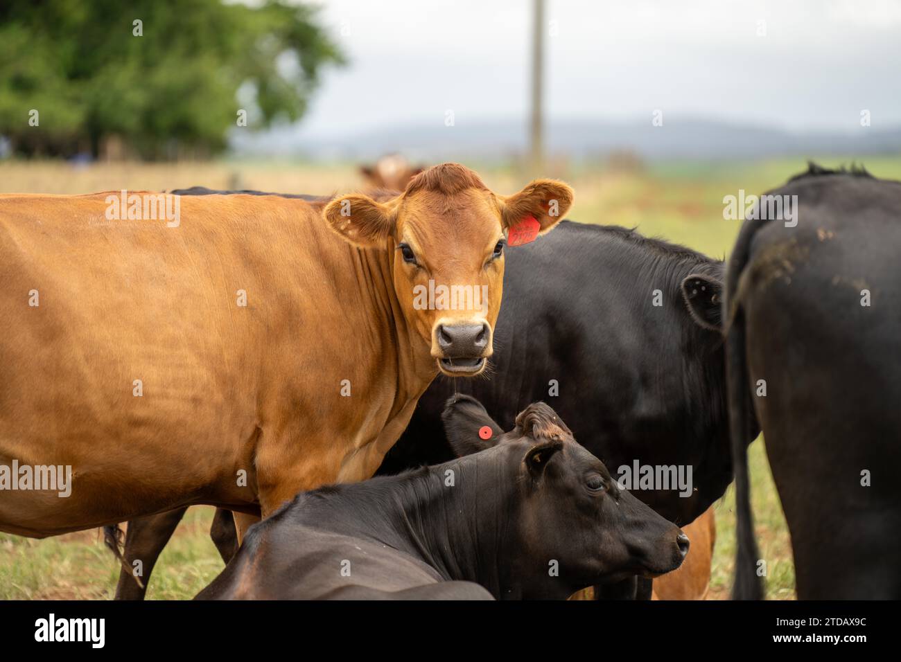 organic, regenerative, sustainable agriculture farm producing stud ...