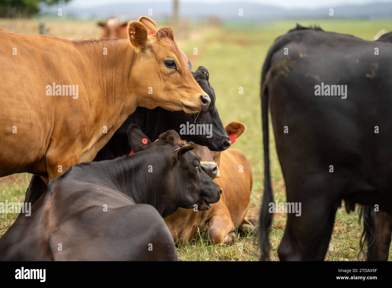 Portrait of Cows in a field grazing. Regenerative agriculture farm ...