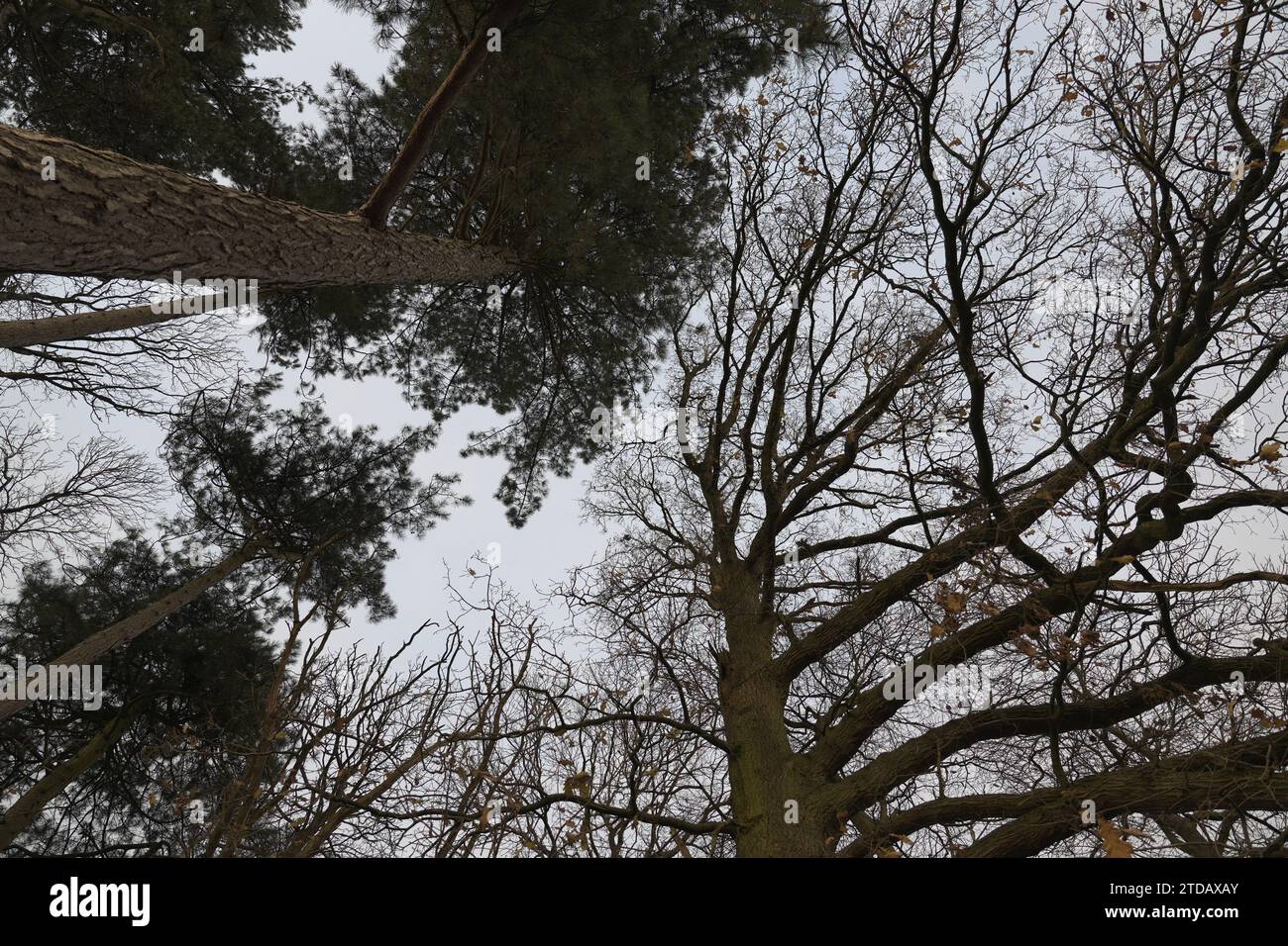 Looking up underneath a tree Stock Photo - Alamy