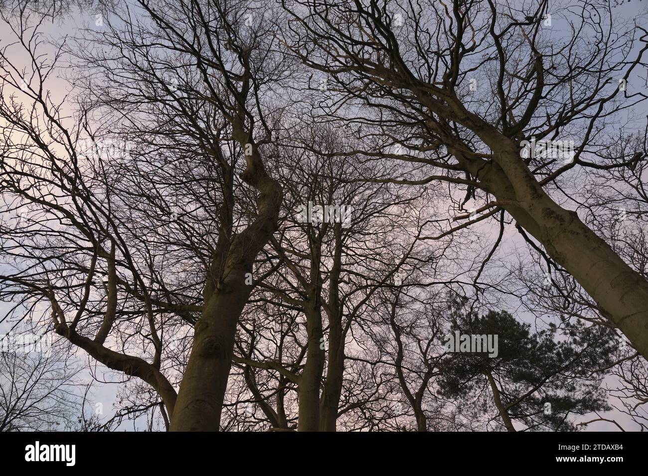 Looking up underneath a tree Stock Photo - Alamy