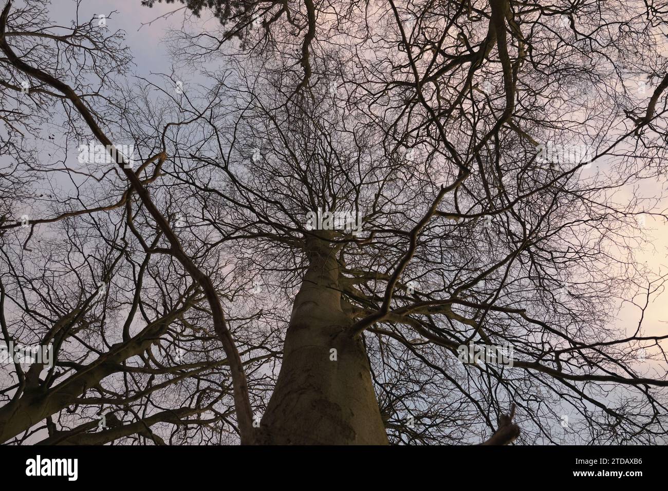 Underneath a tree hi-res stock photography and images - Alamy