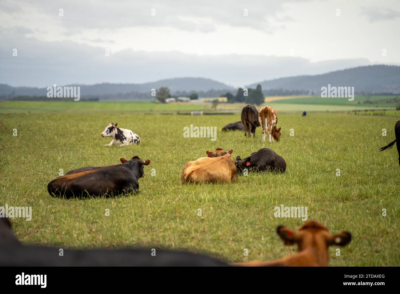 portrait Stud dairy cows grazing on grass in a field, in Australia ...