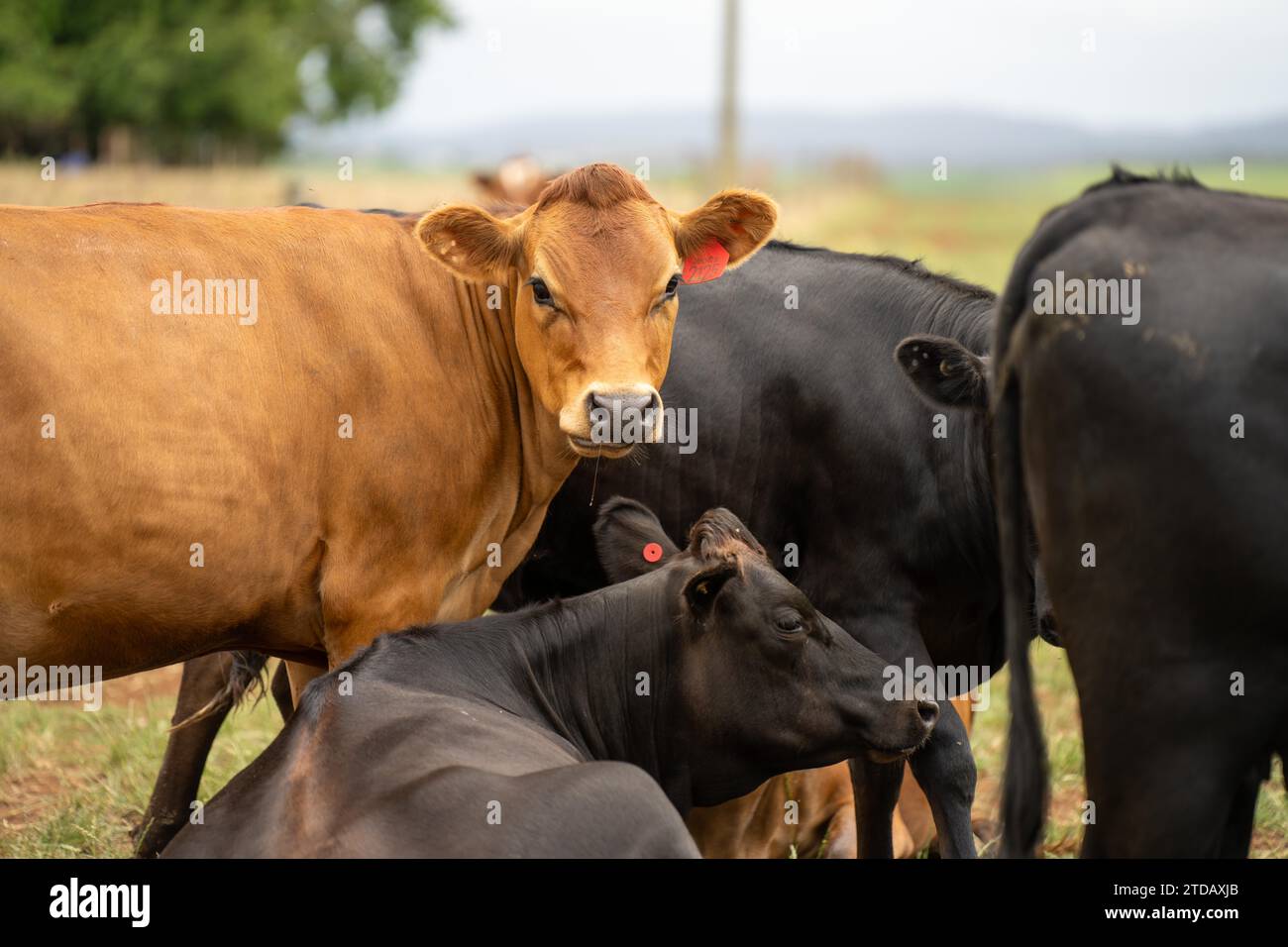 dairy cows in a field on a farm Stock Photo - Alamy