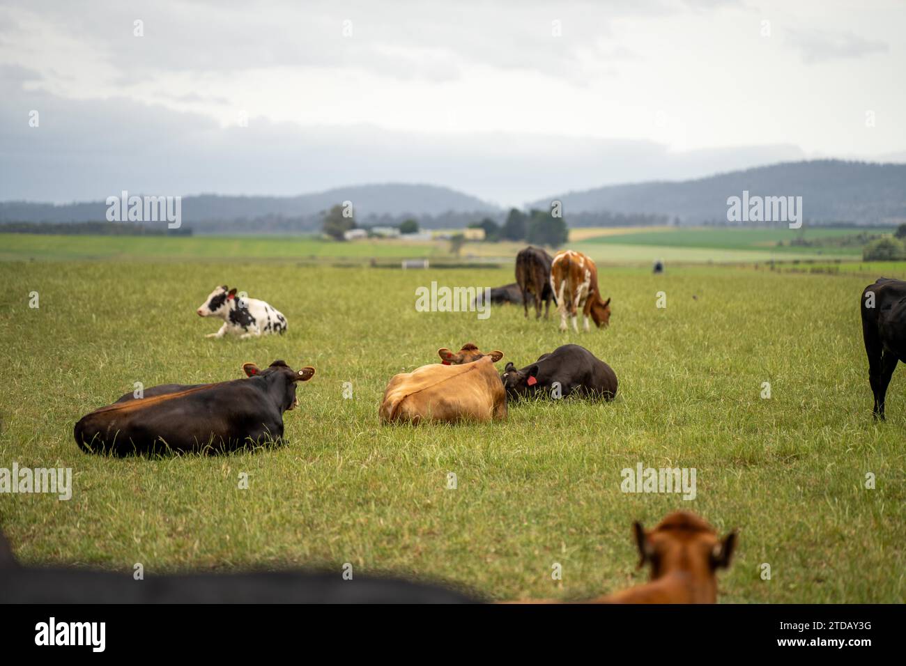 organic, regenerative, sustainable agriculture farm producing stud ...
