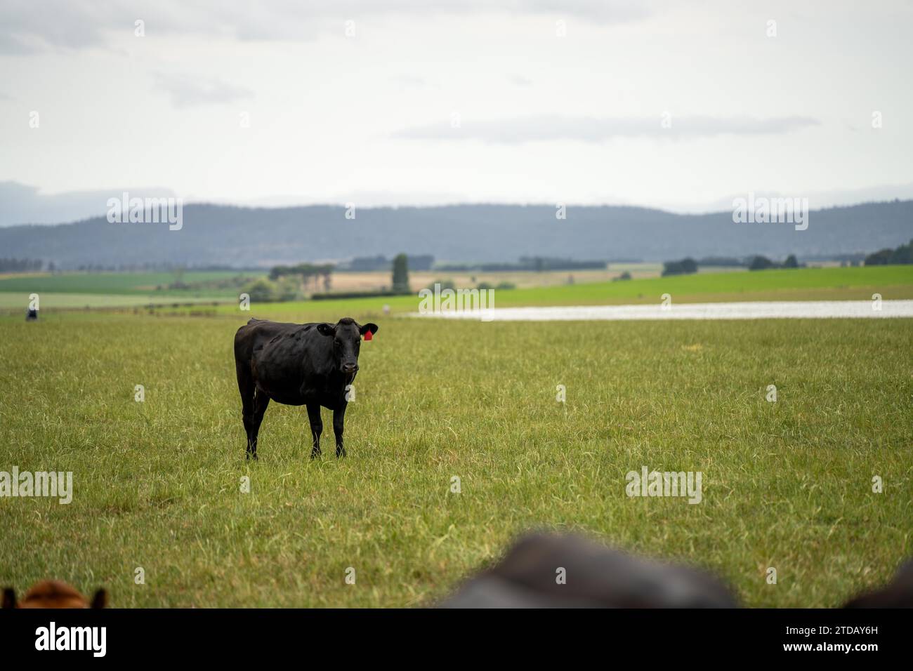 Brahman cow calf hi-res stock photography and images - Alamy