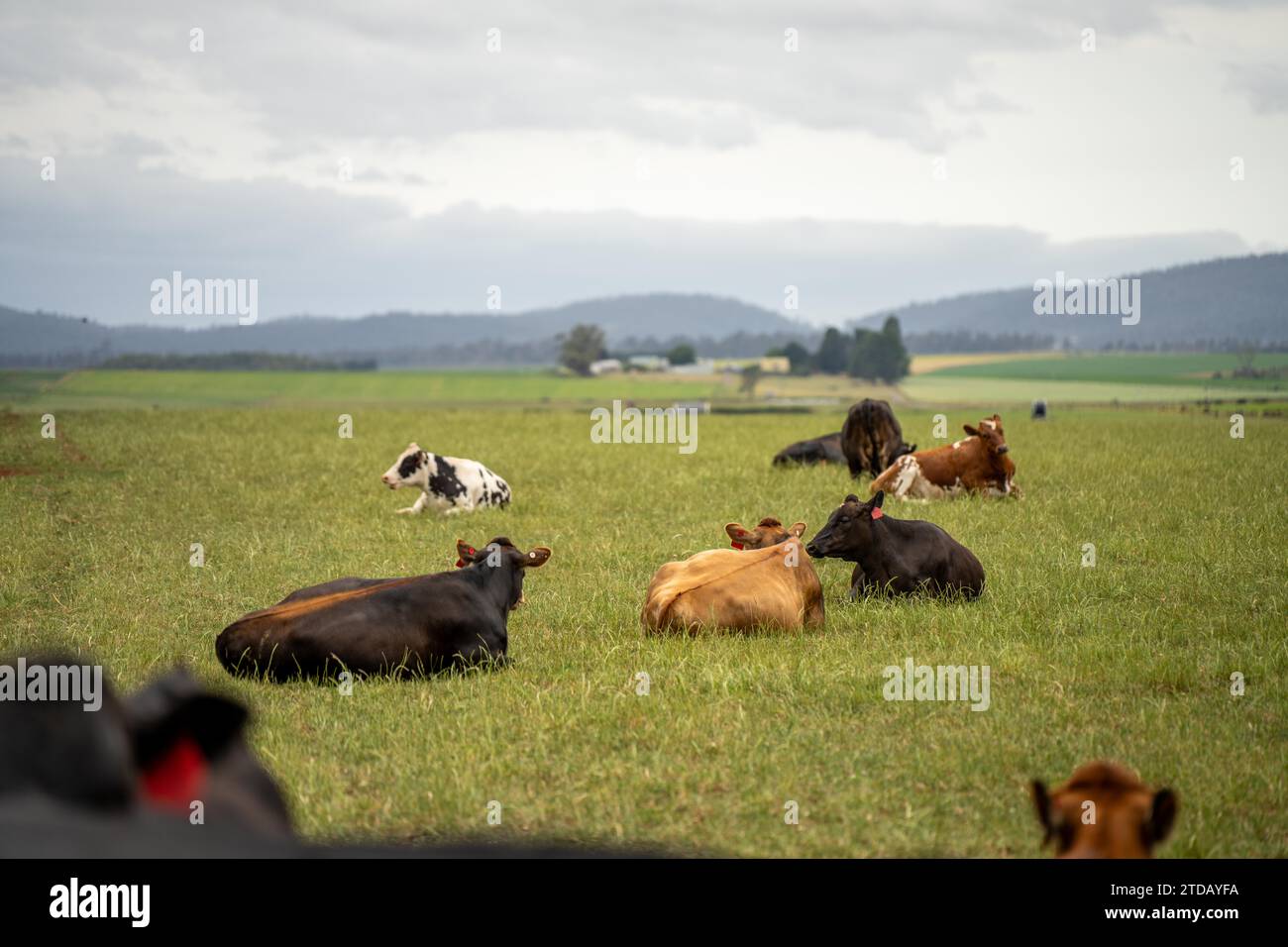 Portrait of Cows in a field grazing. Regenerative agriculture farm ...