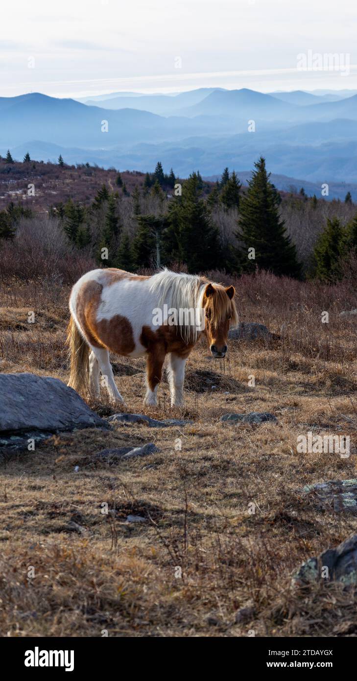 Grayson highlands state park hi-res stock photography and images - Alamy