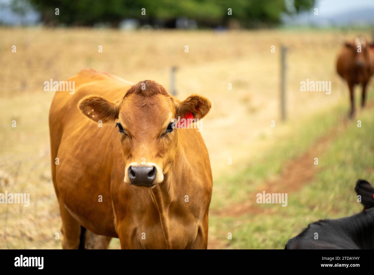 Dairy Cows grazing on green grass in spring Stock Photo - Alamy