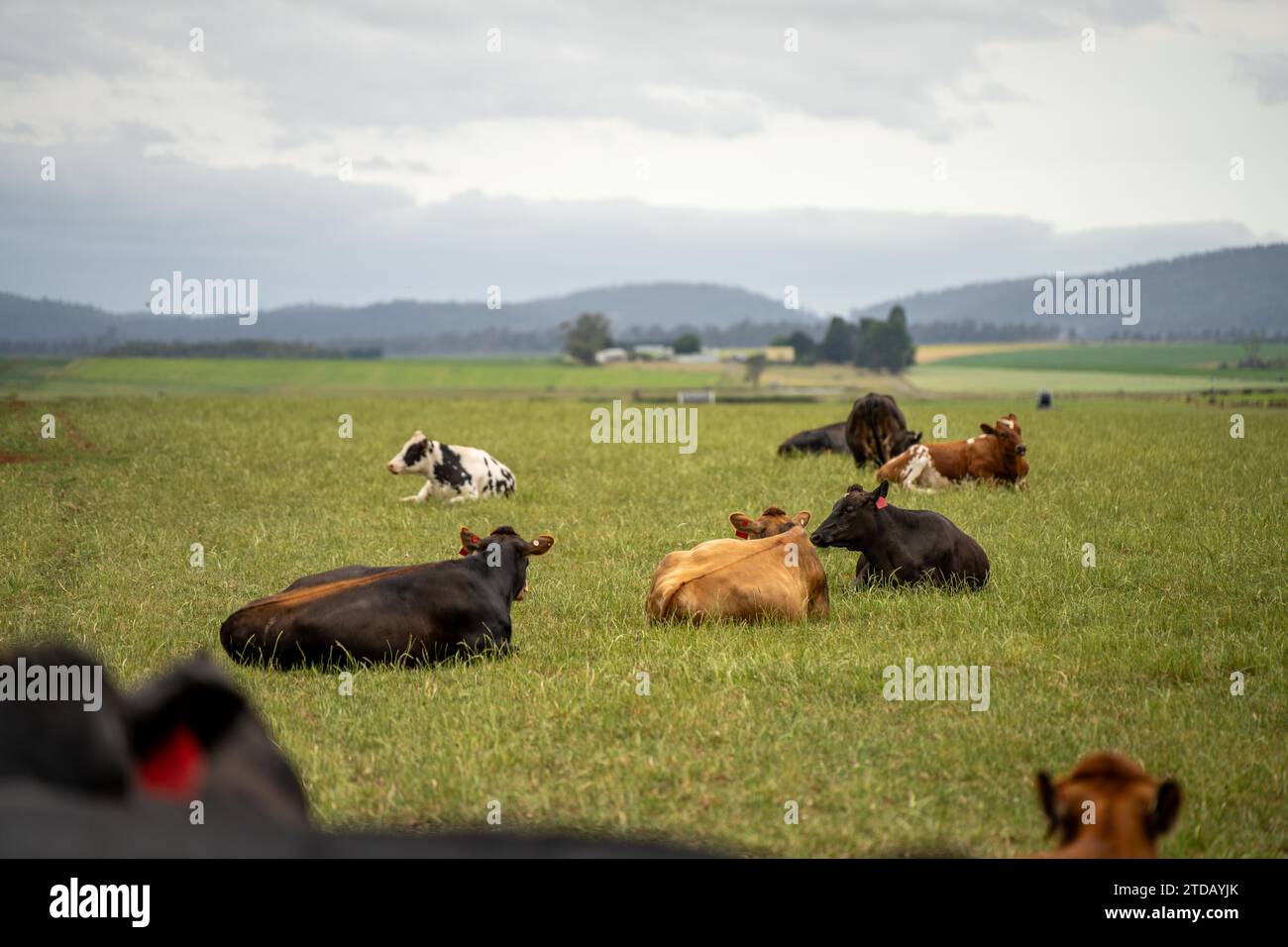 organic, regenerative, sustainable agriculture farm producing stud ...