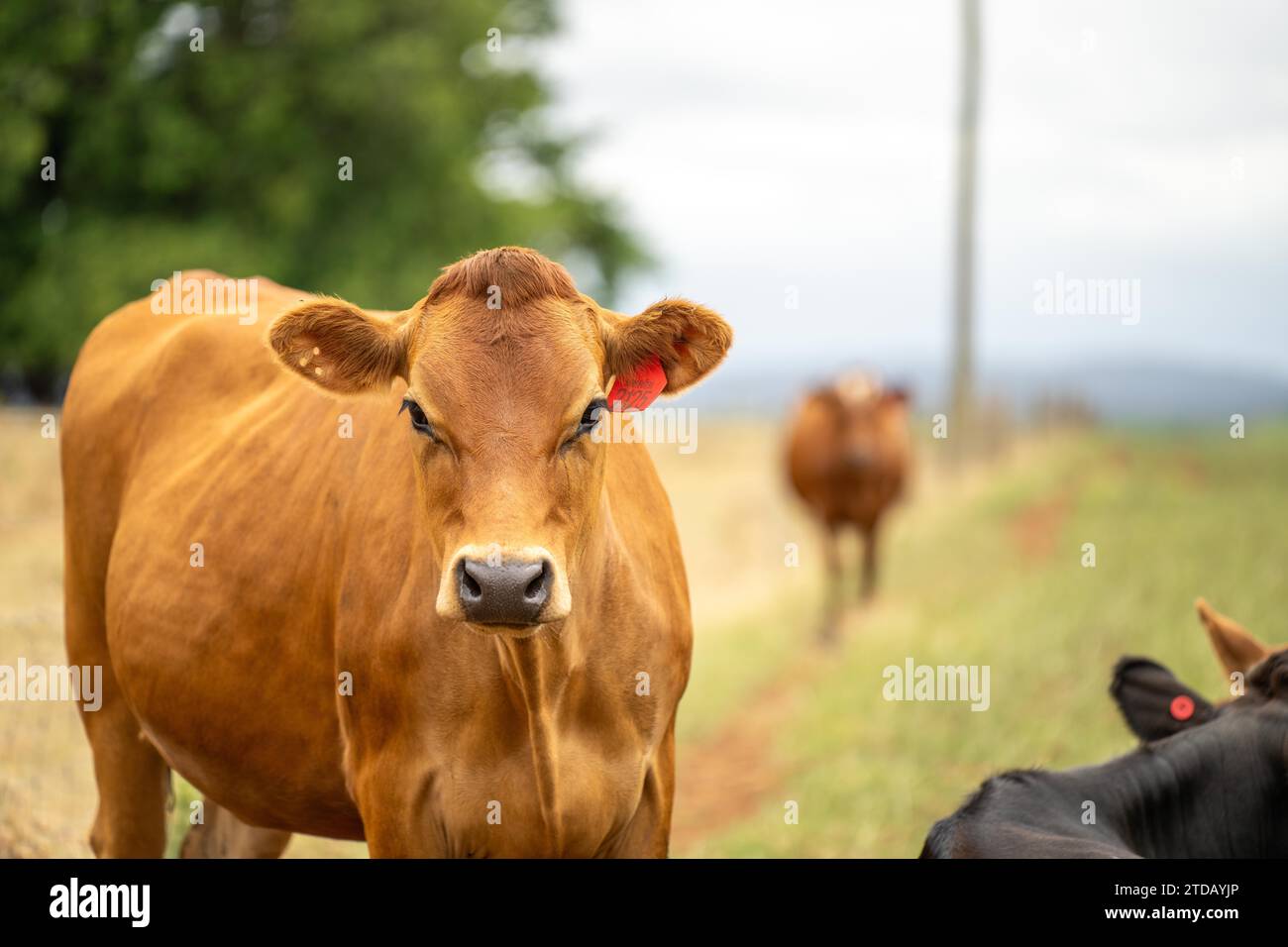 Close up beef farm america hi-res stock photography and images - Alamy