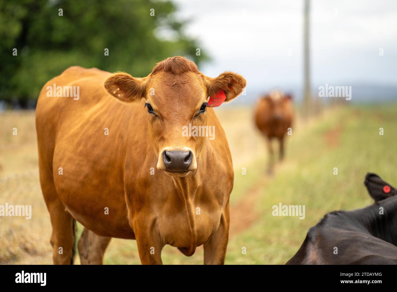 Portrait of Cows in a field grazing. Regenerative agriculture farm ...
