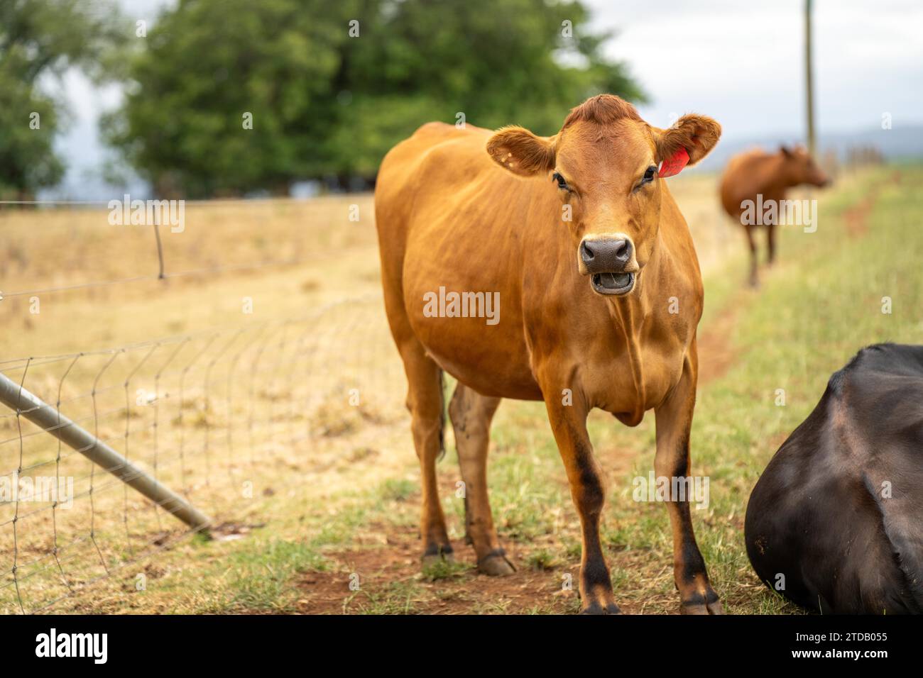 Collar on dairy cow hi-res stock photography and images - Alamy