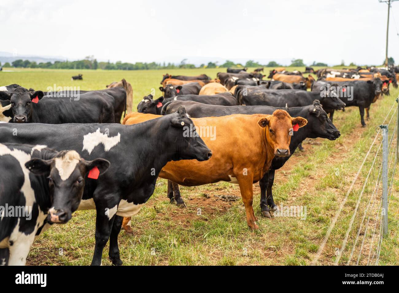 Dairy Cows in a field on a farm in Australia. Beautiful cow close up on ...
