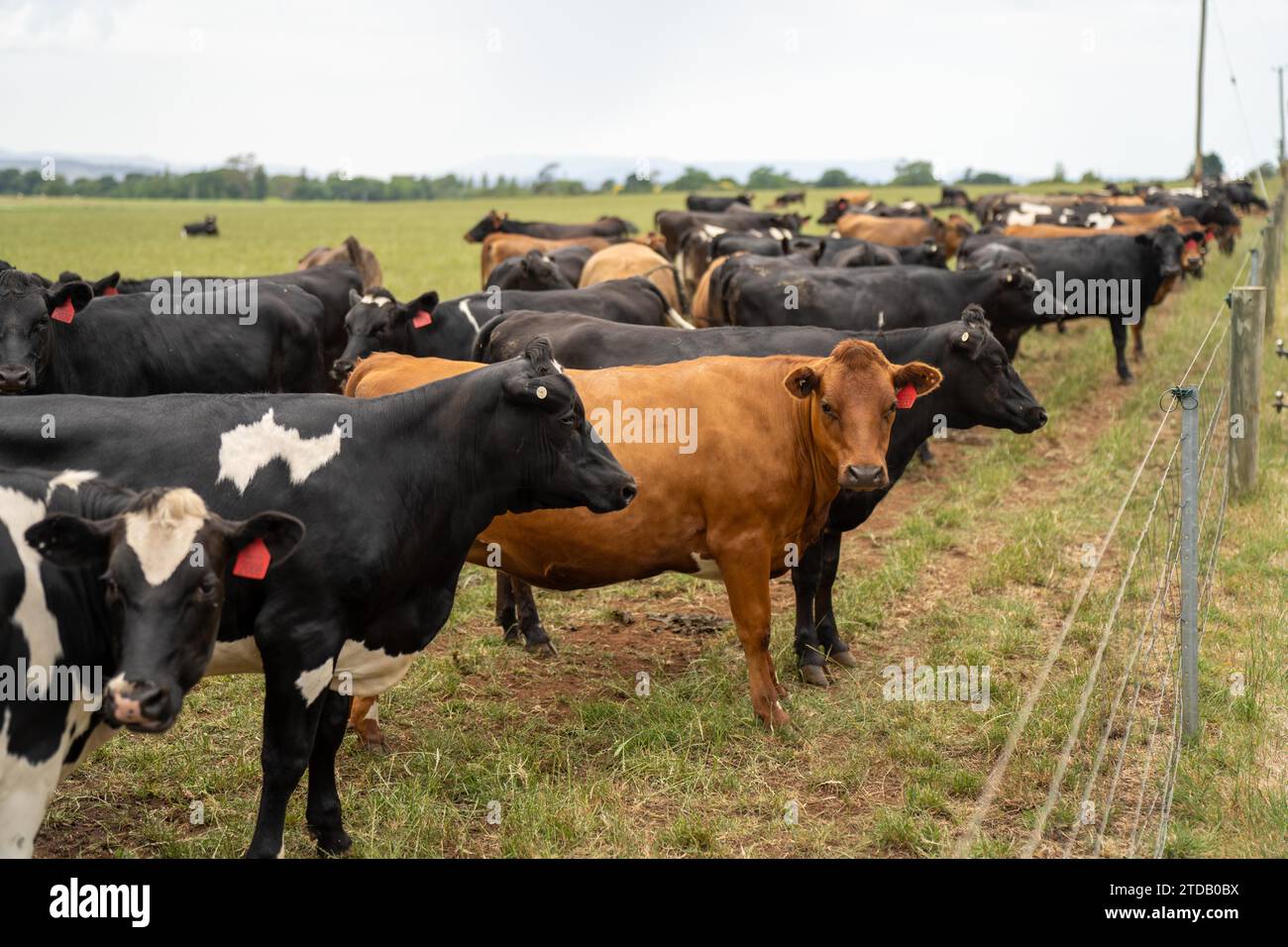 Portrait of Cows in a field grazing. Regenerative agriculture farm ...