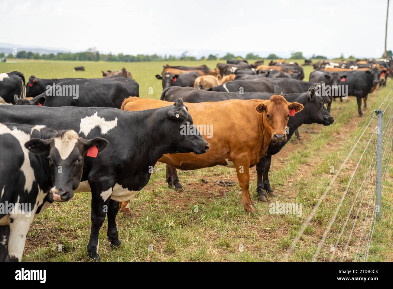 Close up beef farm america hi-res stock photography and images - Alamy