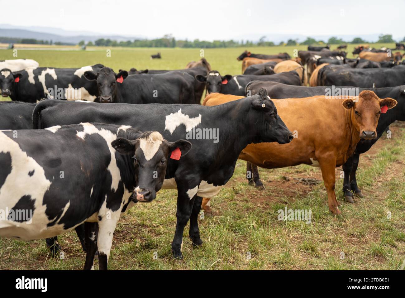 organic, regenerative, sustainable agriculture farm producing stud ...
