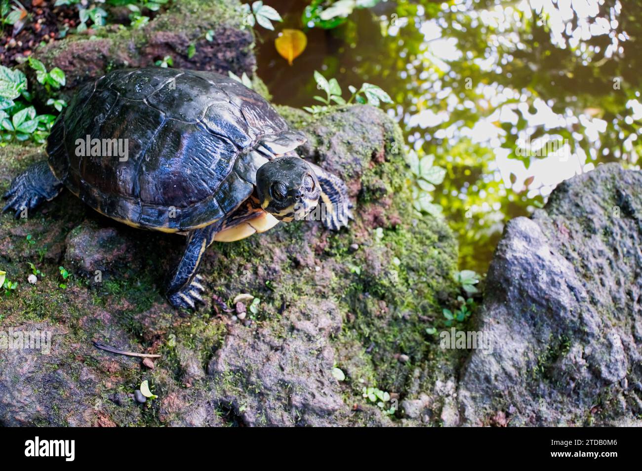 Small tortoise hi-res stock photography and images - Alamy