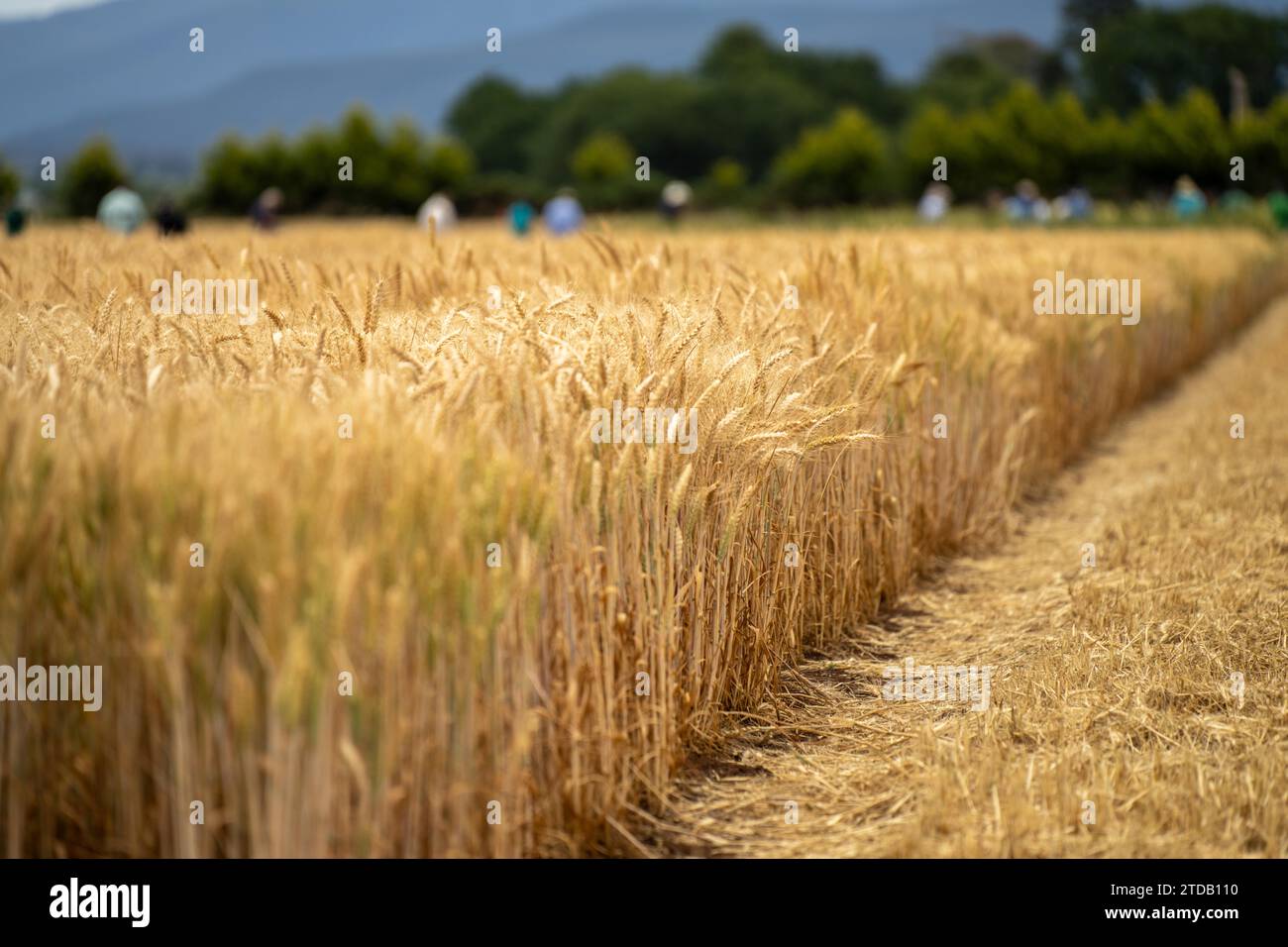 Crop rows of wheat and barley plants showing Agriculture growth and ...