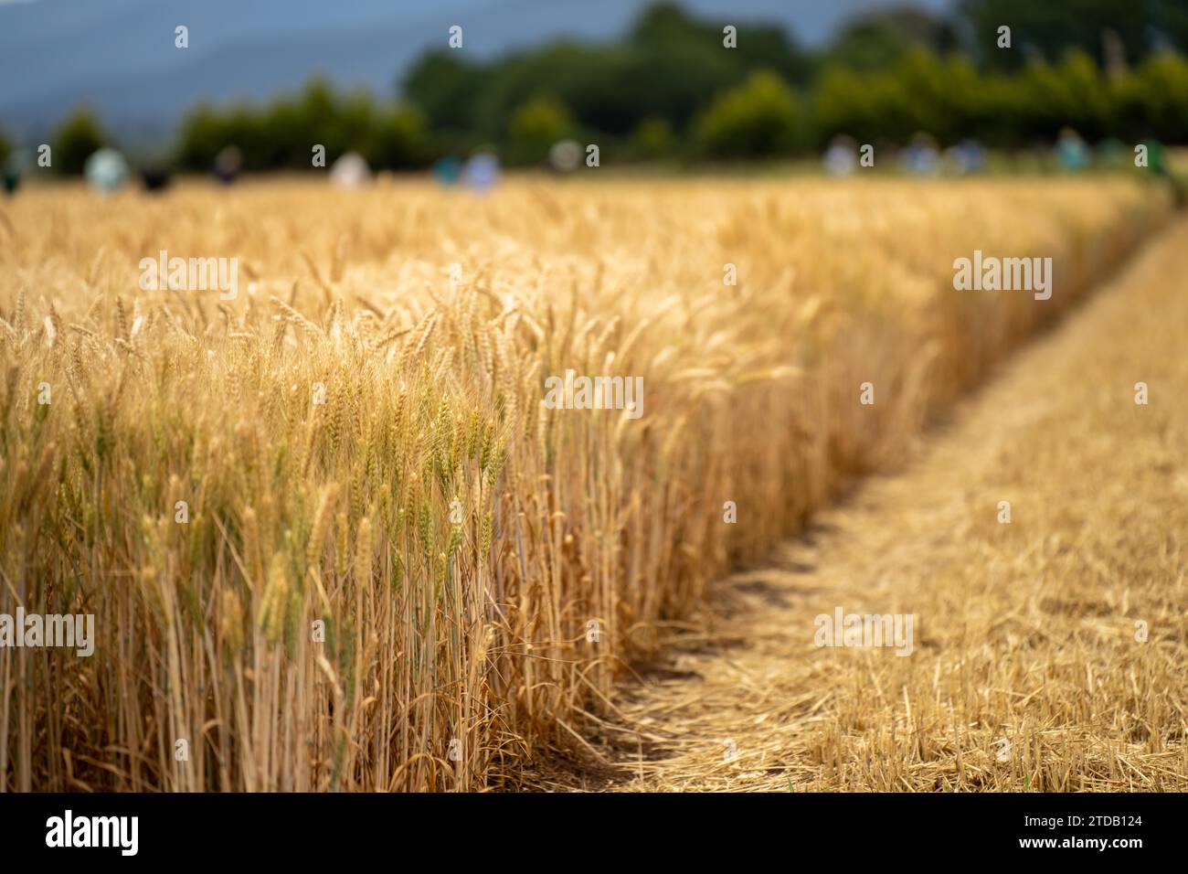 wheat grain crop in a field in a farm growing in rows. growing a crop ...