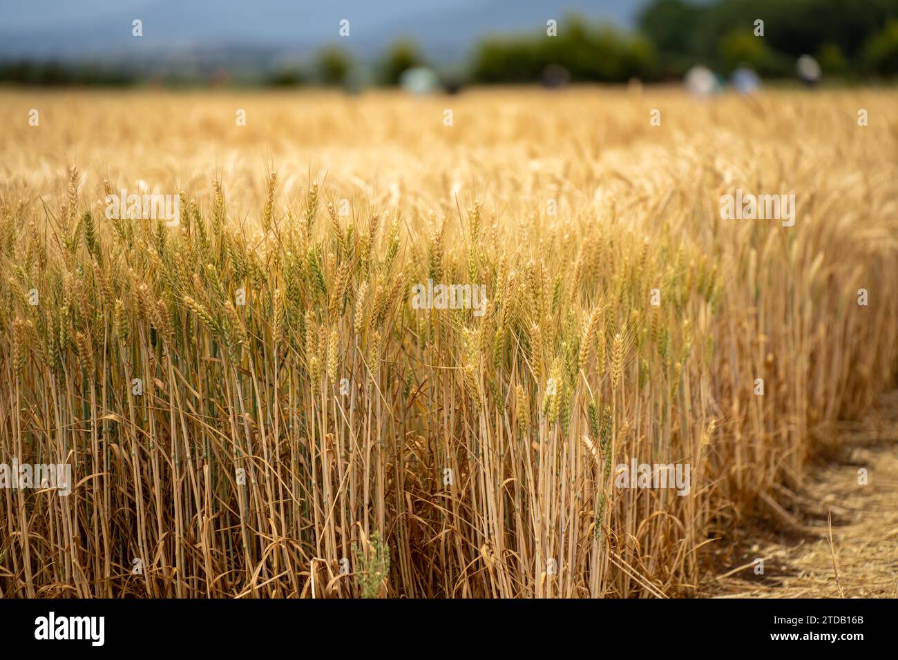 wheat grain crop in a field in a farm growing in rows. growing a crop ...