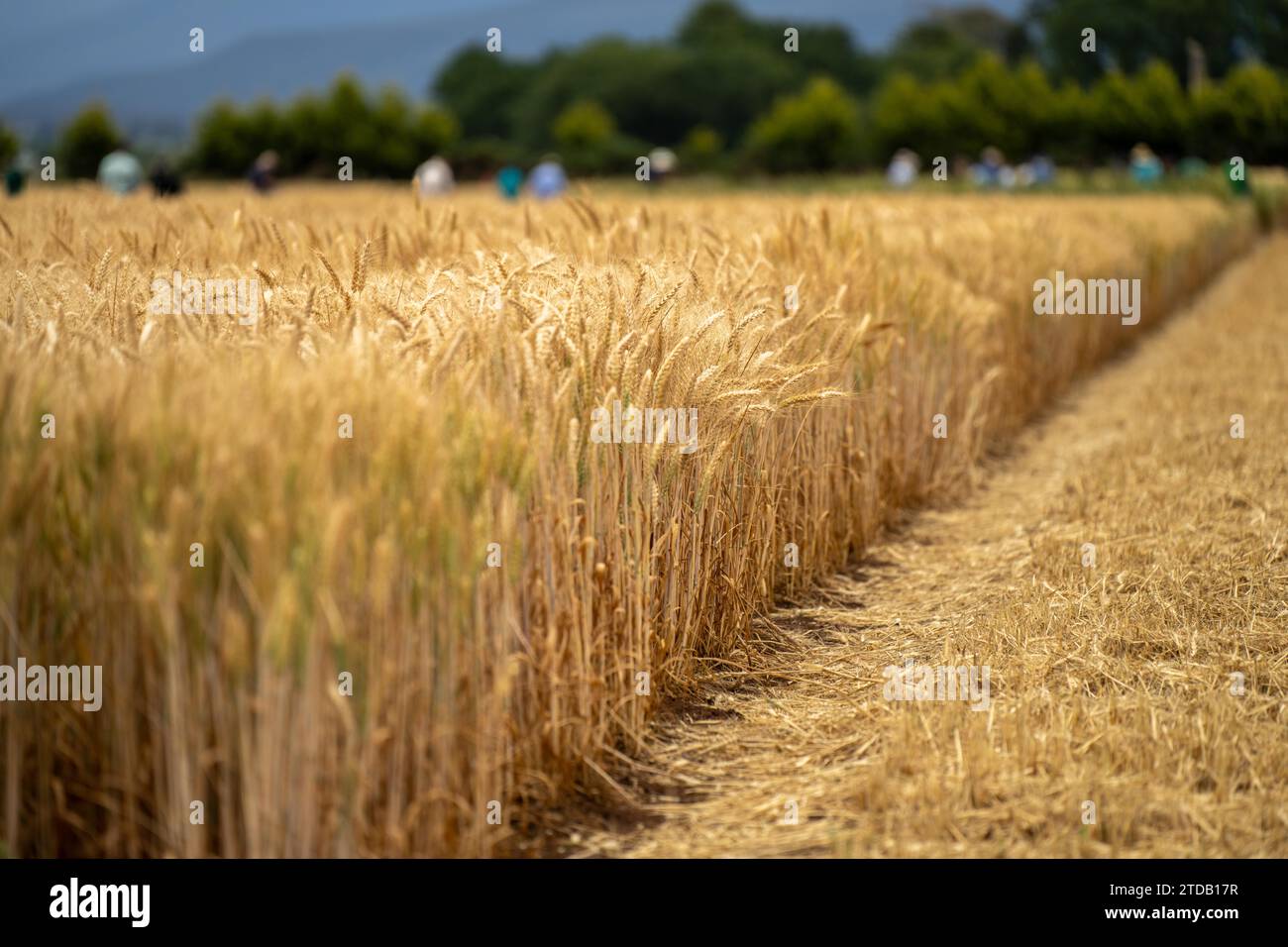 Australian wheat grains hi-res stock photography and images - Alamy
