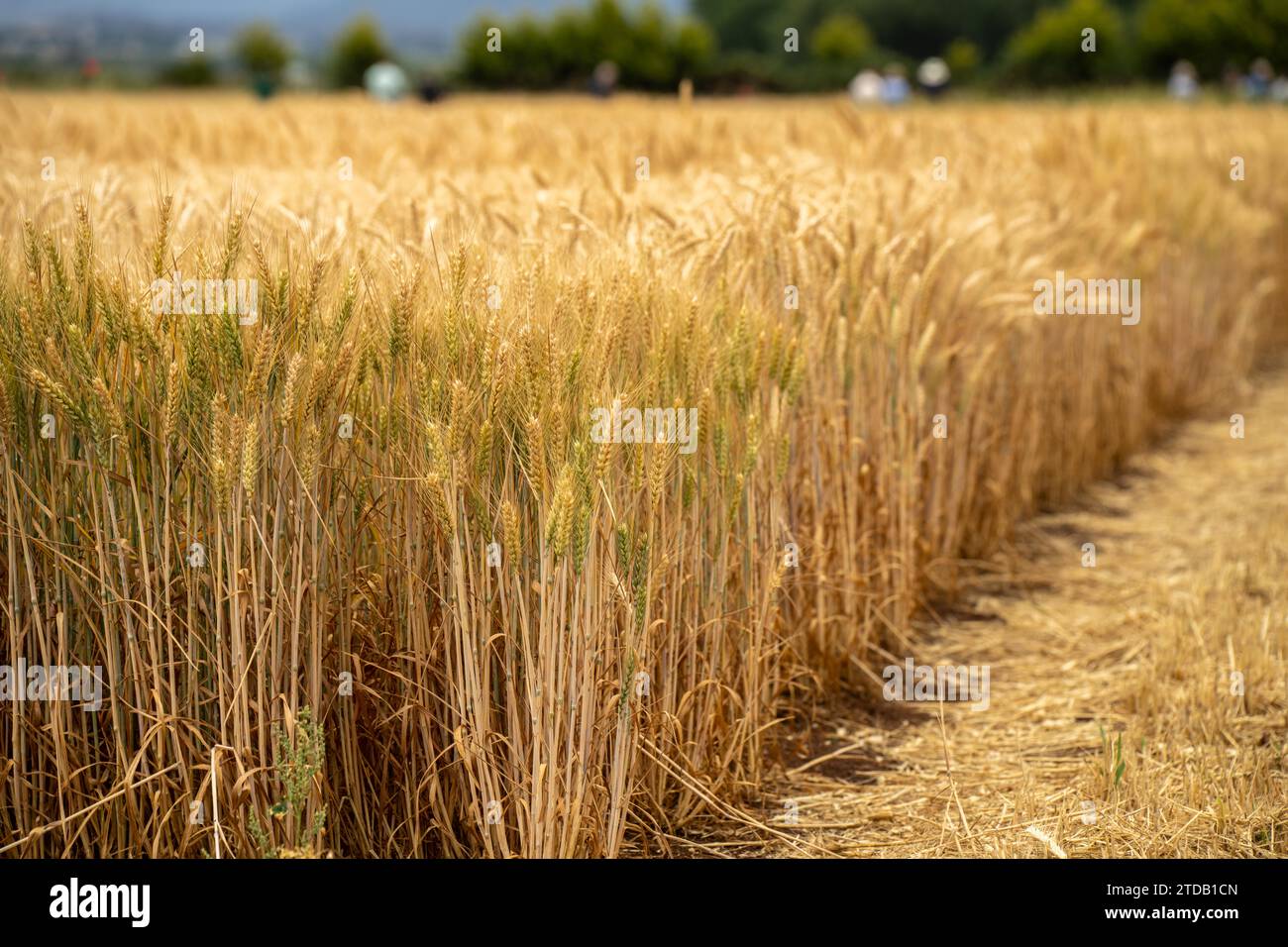 regenerative agriculture farm. growing wheat and barley crop ...