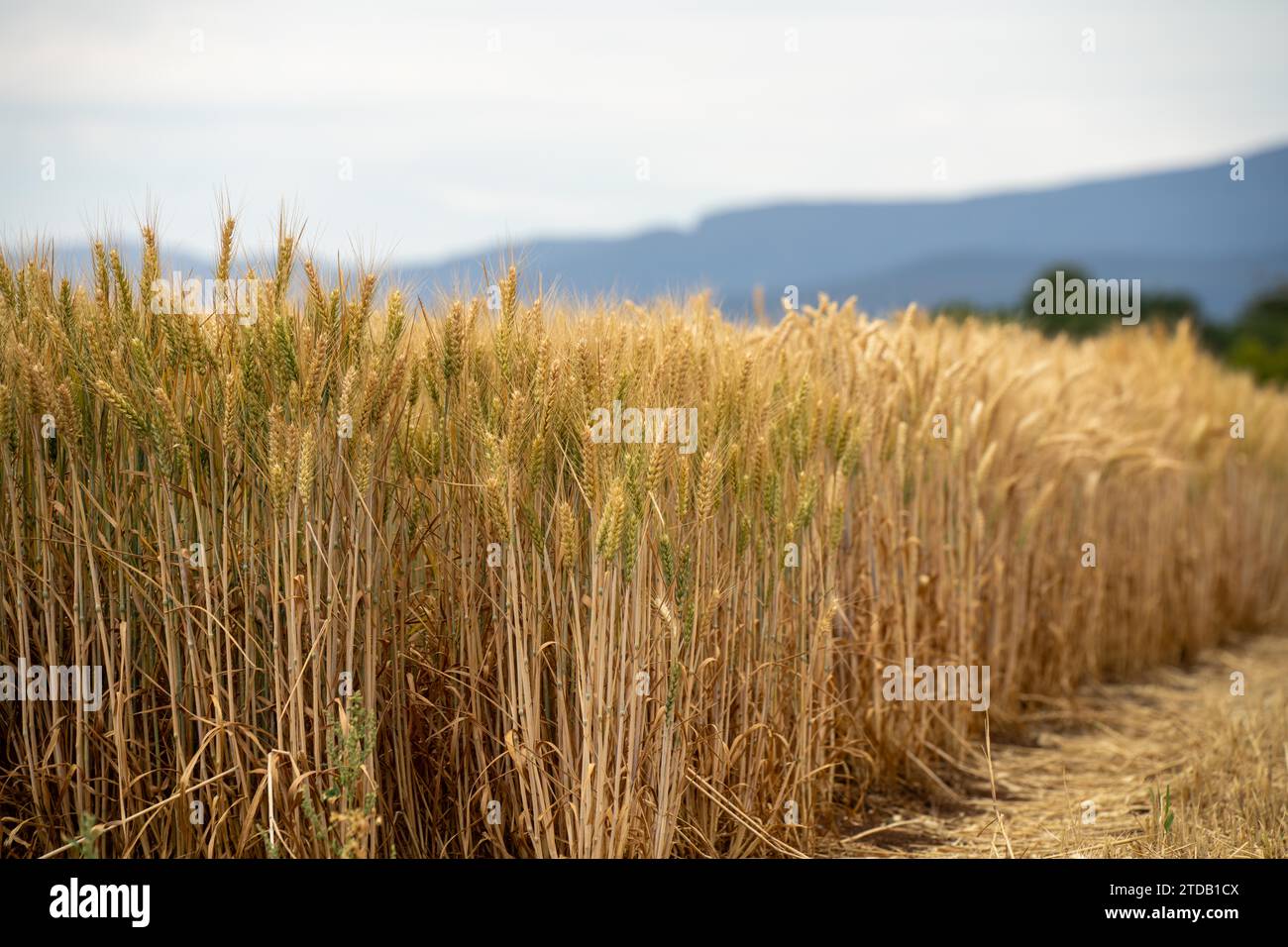 Mono cropping hi-res stock photography and images - Alamy
