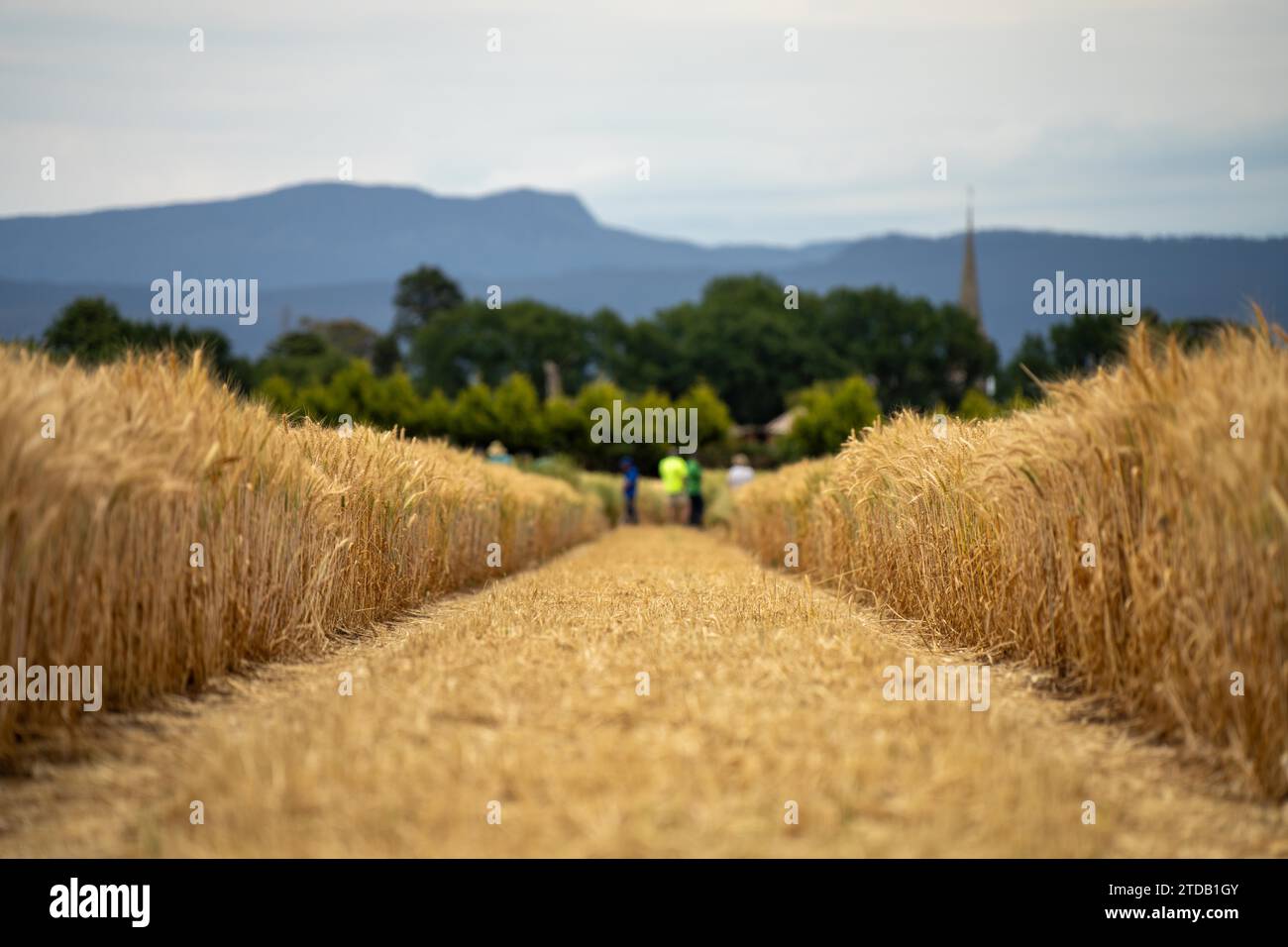 agricultural students in a field learning about crop farming Stock ...