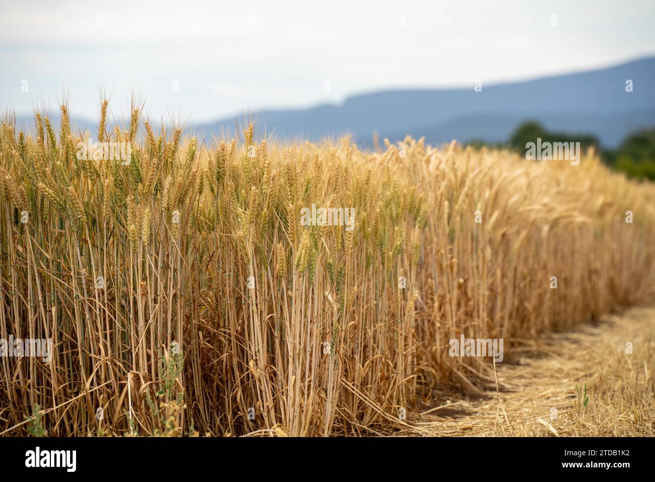 wheat grain crop in a field in a farm growing in rows. growing a crop ...