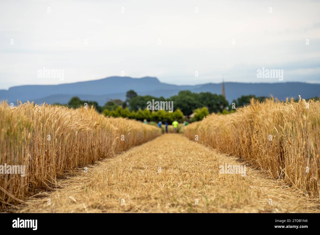 group of farmers doing a crop walk learning about crop health and ...