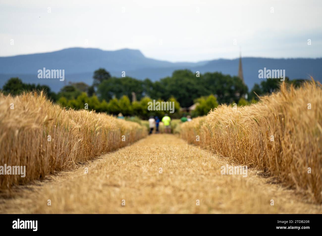 group of growers in a field at a field day learning about wheat crops ...