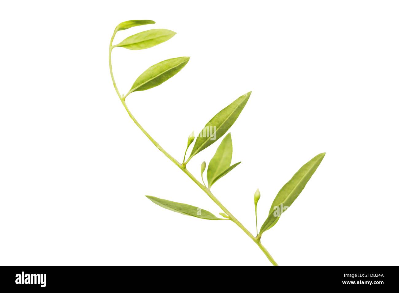 olive branch isolated on white Stock Photo - Alamy